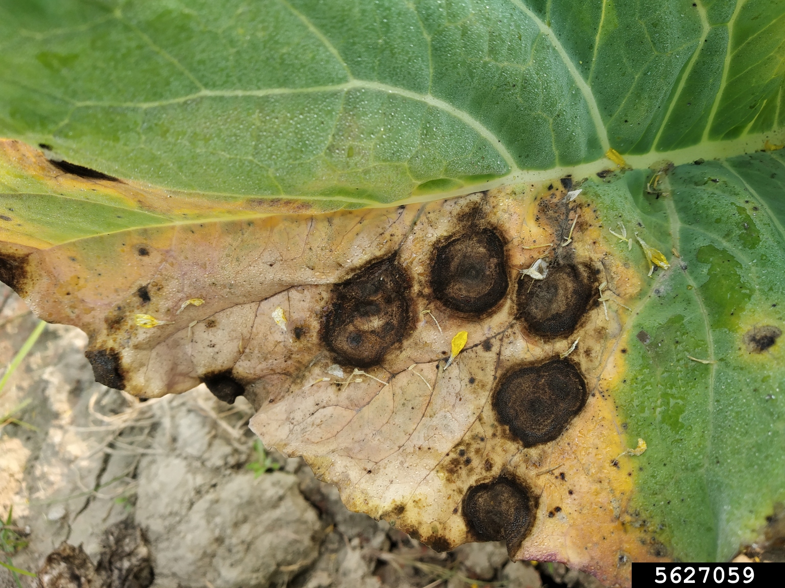 black spot (Alternaria brassicae (Berk.) Sacc.)