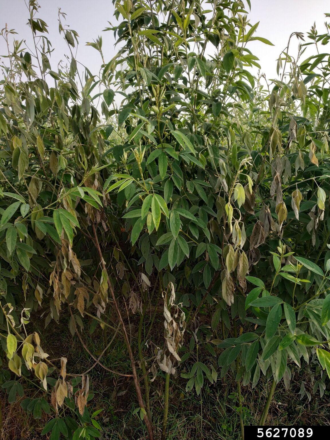 Pigeon-pea Wilt (Fusarium udum)