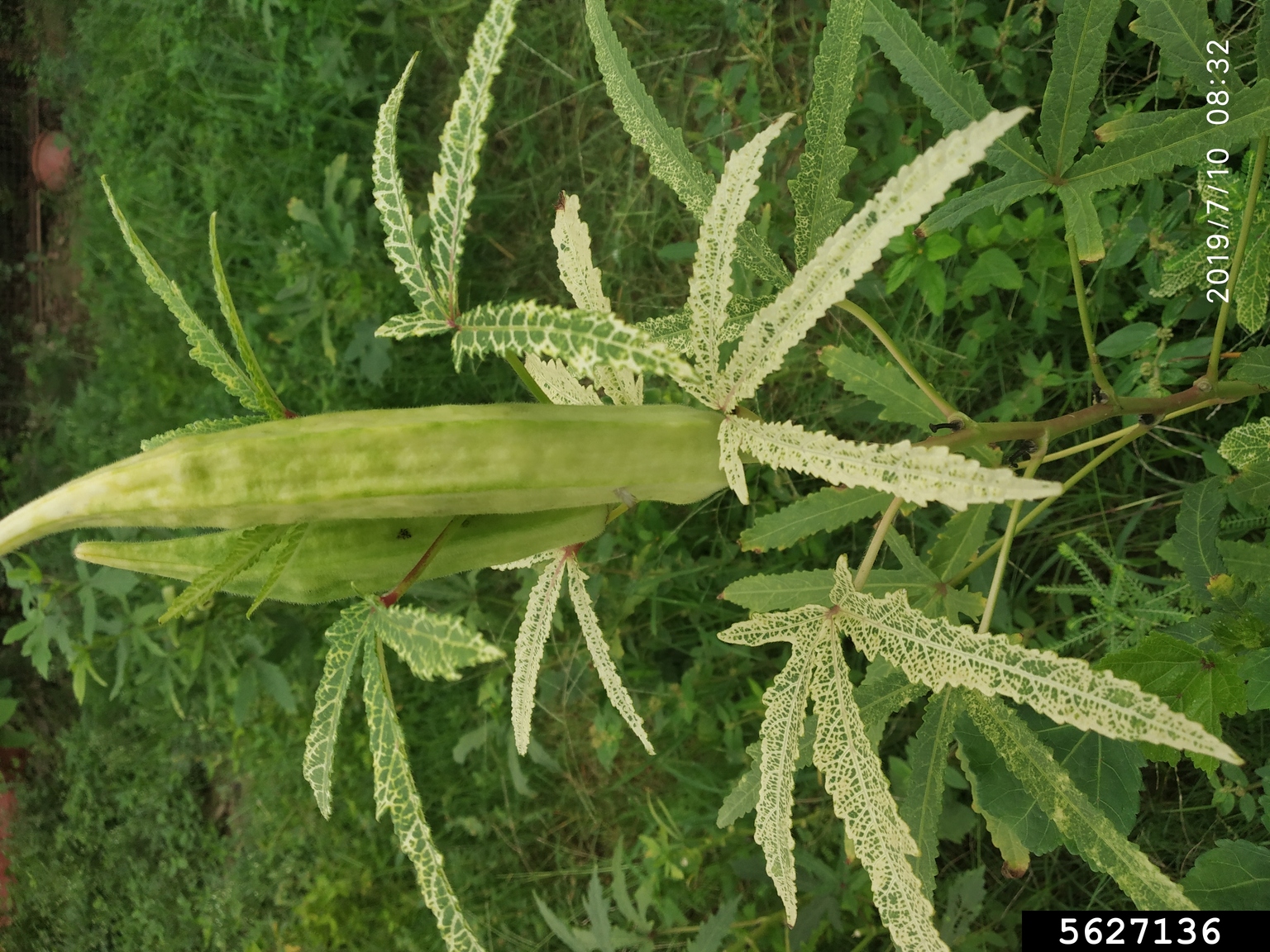 Bhendi yellow vein mosaic virus (BYVMV) (Begomovirus Bhendi yellow vein ...