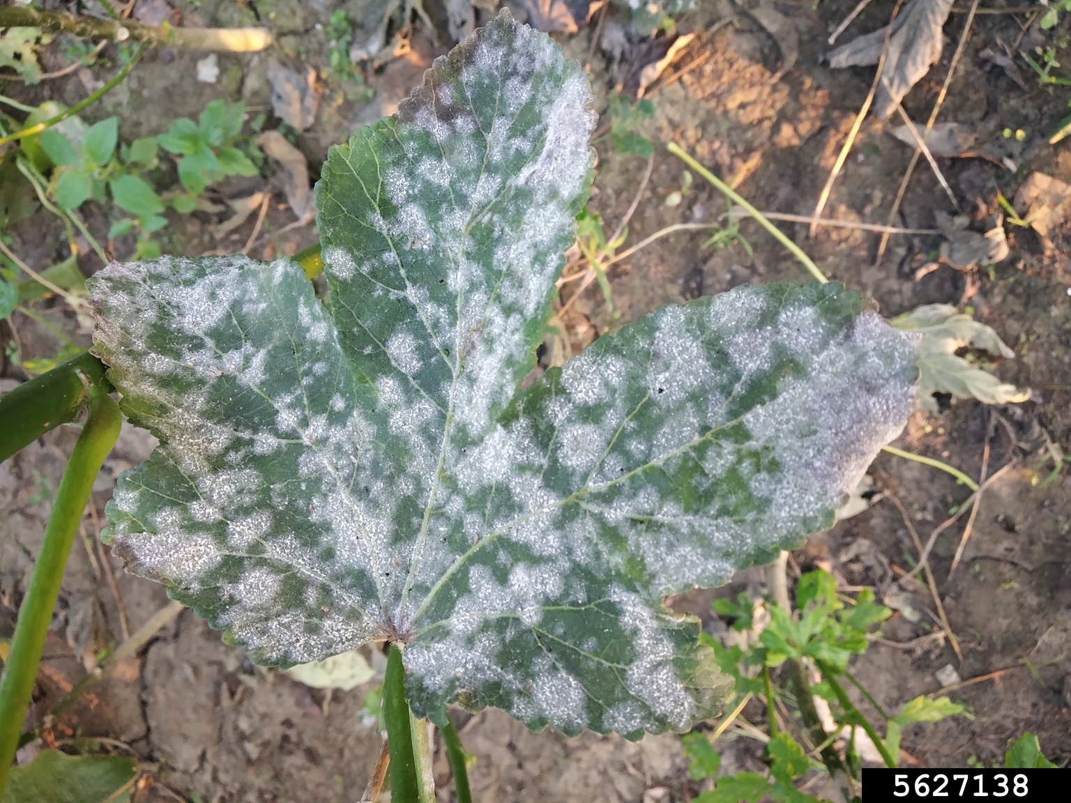 powdery mildew (Erysiphe cichoracearum)
