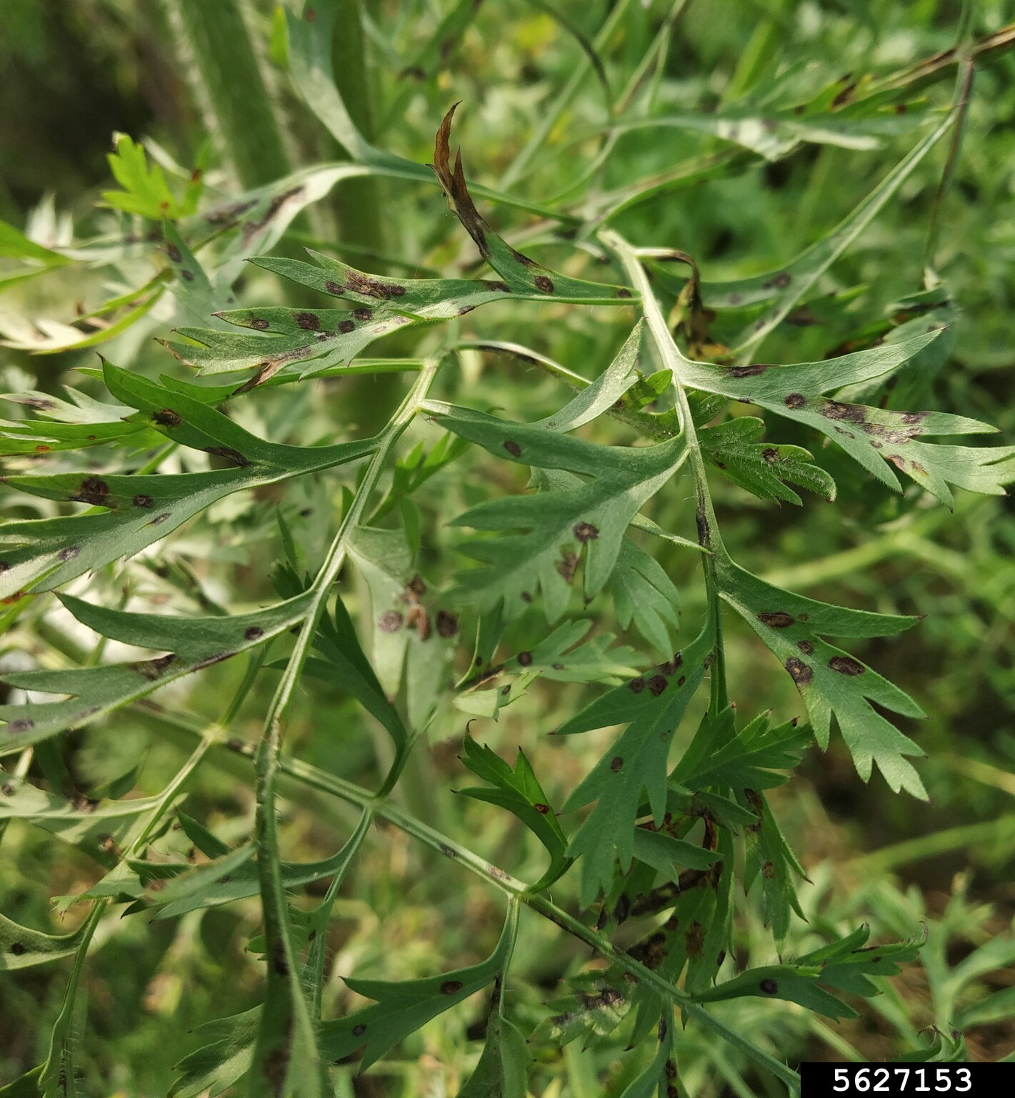 carrot leaf blight (Cercospora carotae (Pass.) Kazn. & Siemaszko)