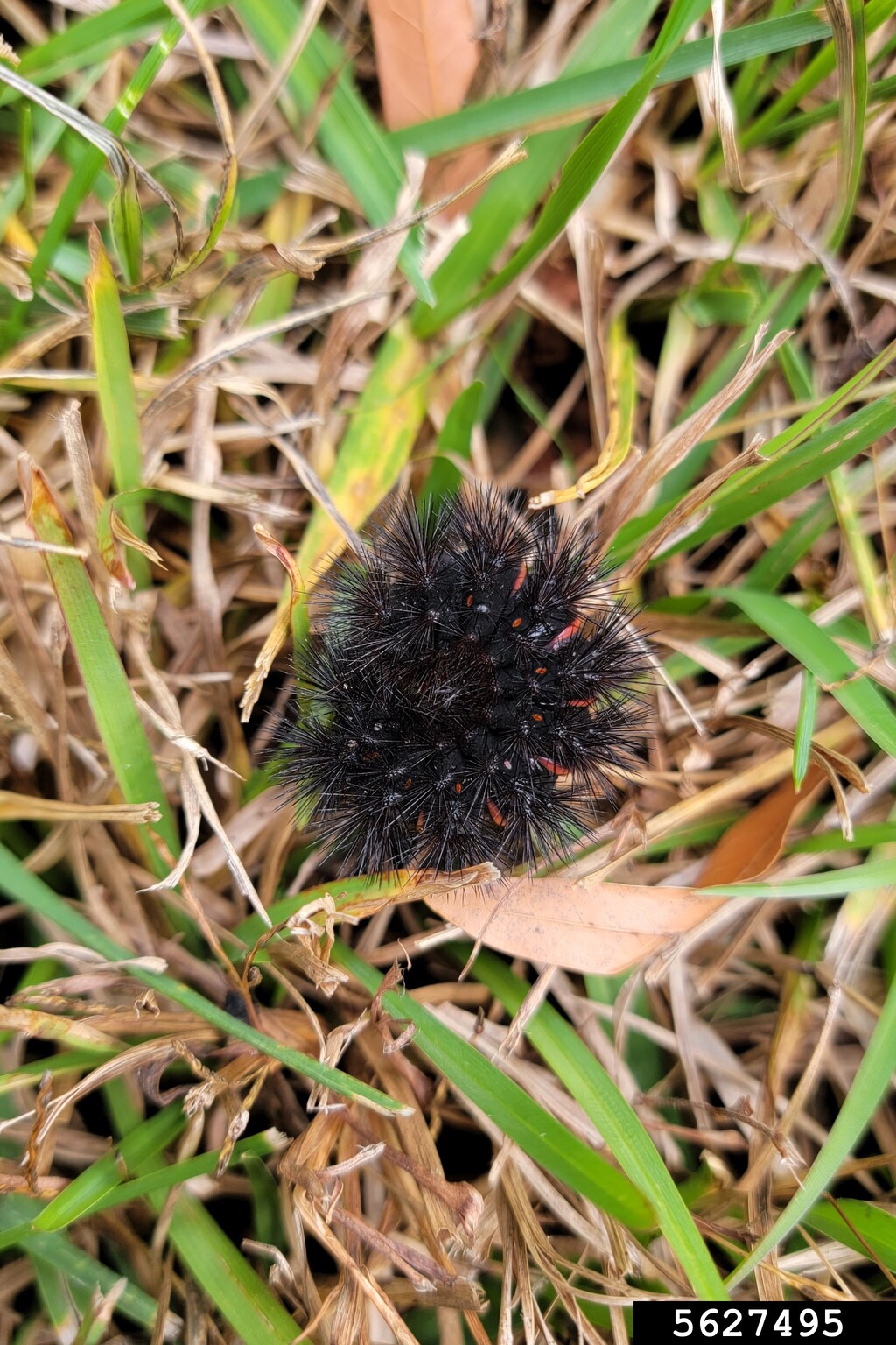 giant leopard moth (Hypercompe scribonia (Stoll, 1790))