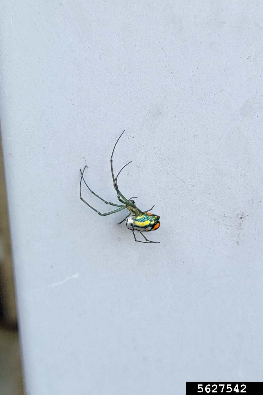 mabel orchard orbweaver (Leucauge argyrobapta (White, 1841))