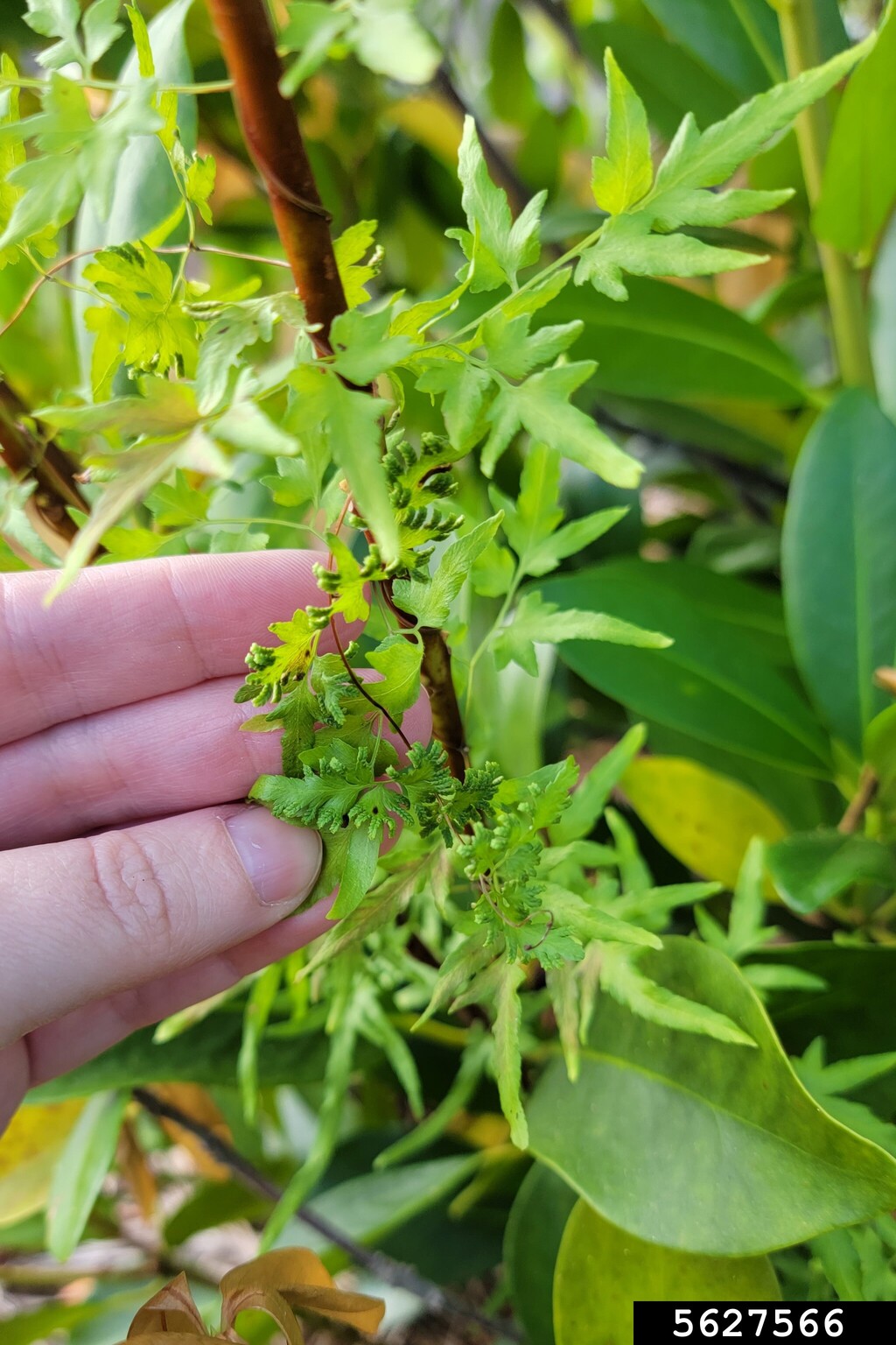 Japanese climbing fern (Lygodium japonicum)