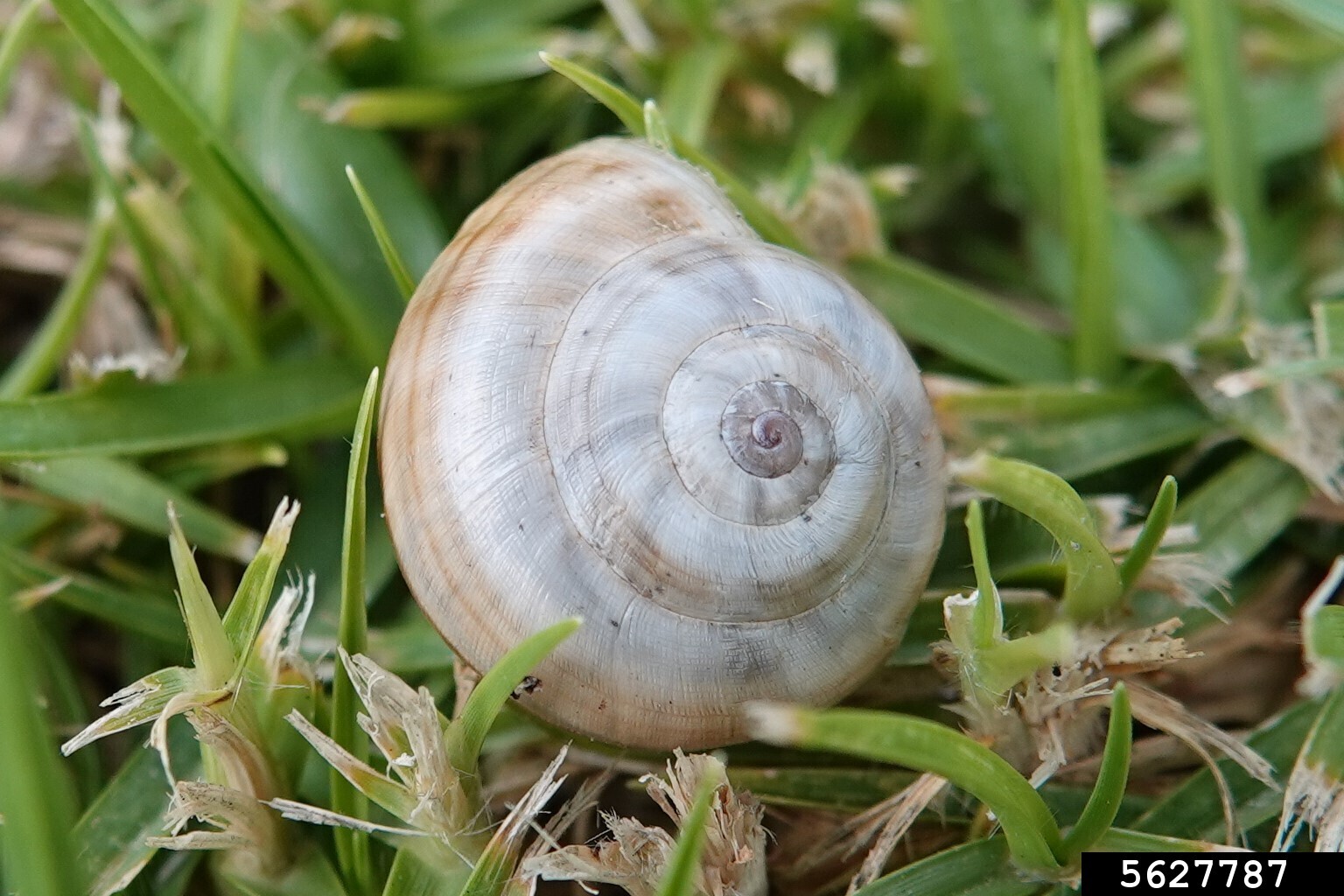 white garden snail (Theba pisana (O. F. Müller, 1774))