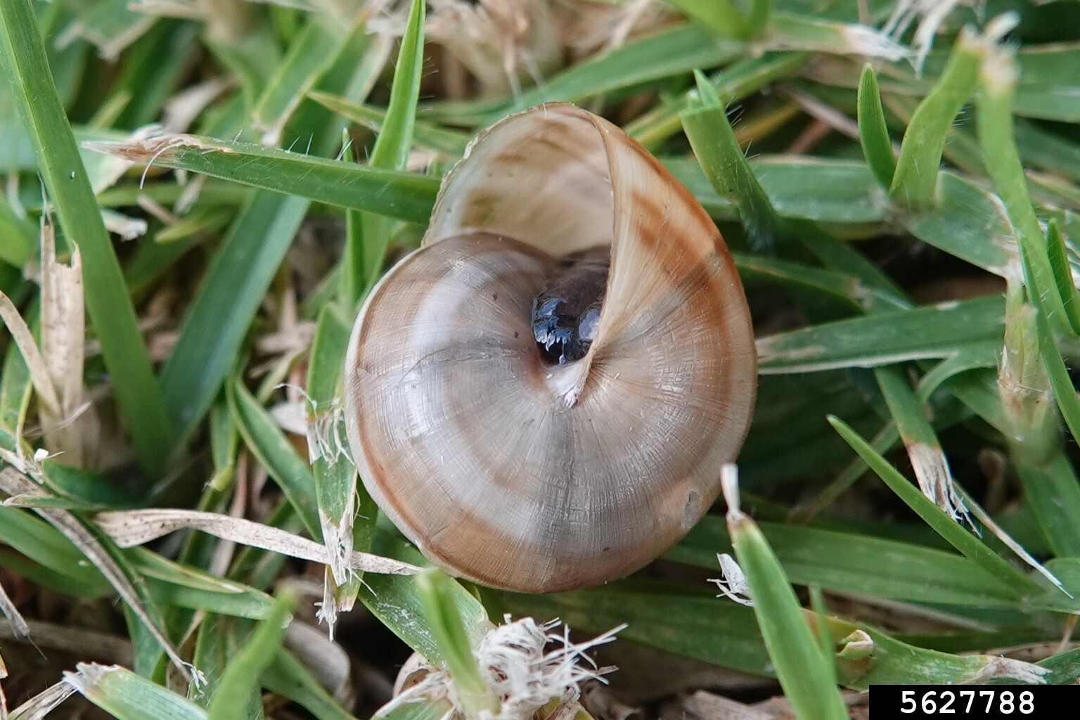 white garden snail (Theba pisana (O. F. Müller, 1774))