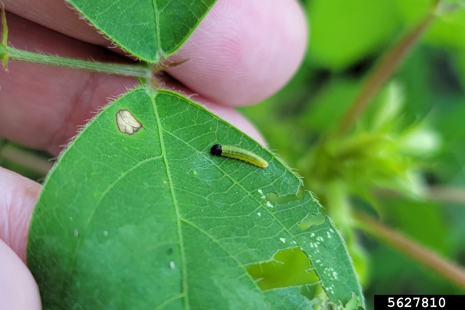 bean leafroller (Urbanus proteus (Linnaeus))
