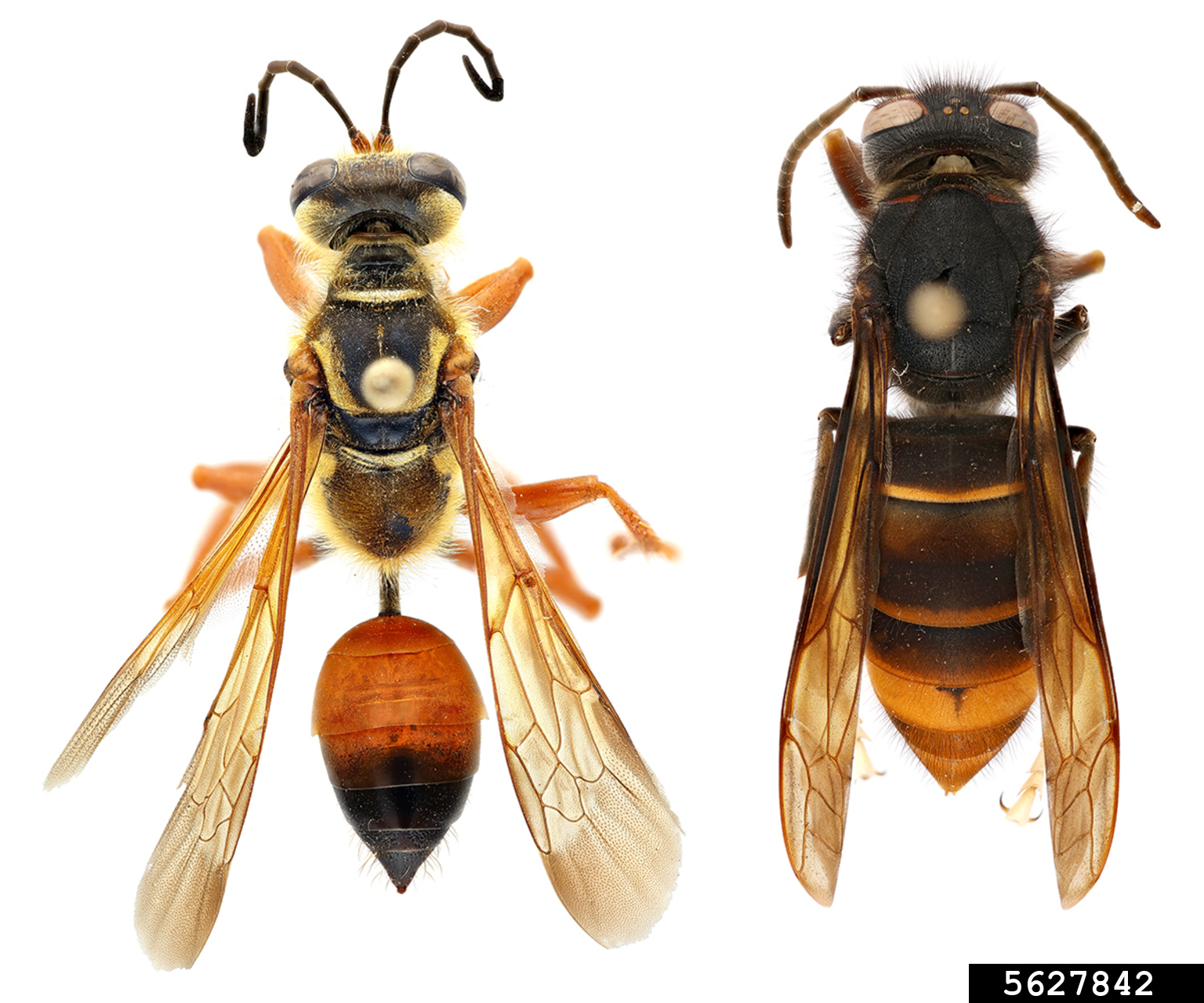 yellow legged hornet (Vespa velutina)