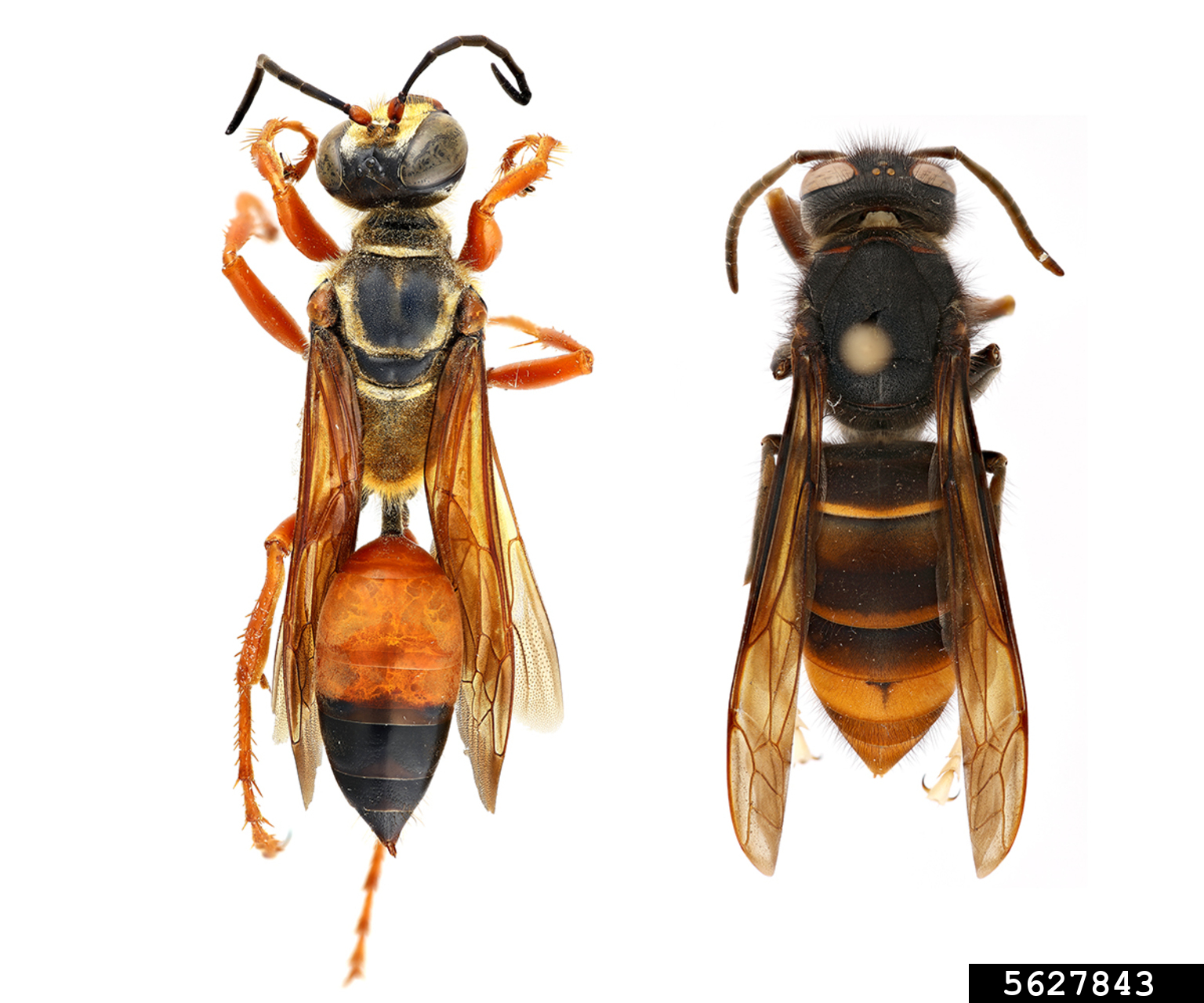 yellow legged hornet (Vespa velutina)