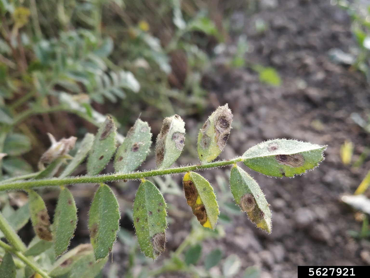 Ascochyta blight of chickpea (Ascochyta rabiei (Pass.) Labrousse 1931)