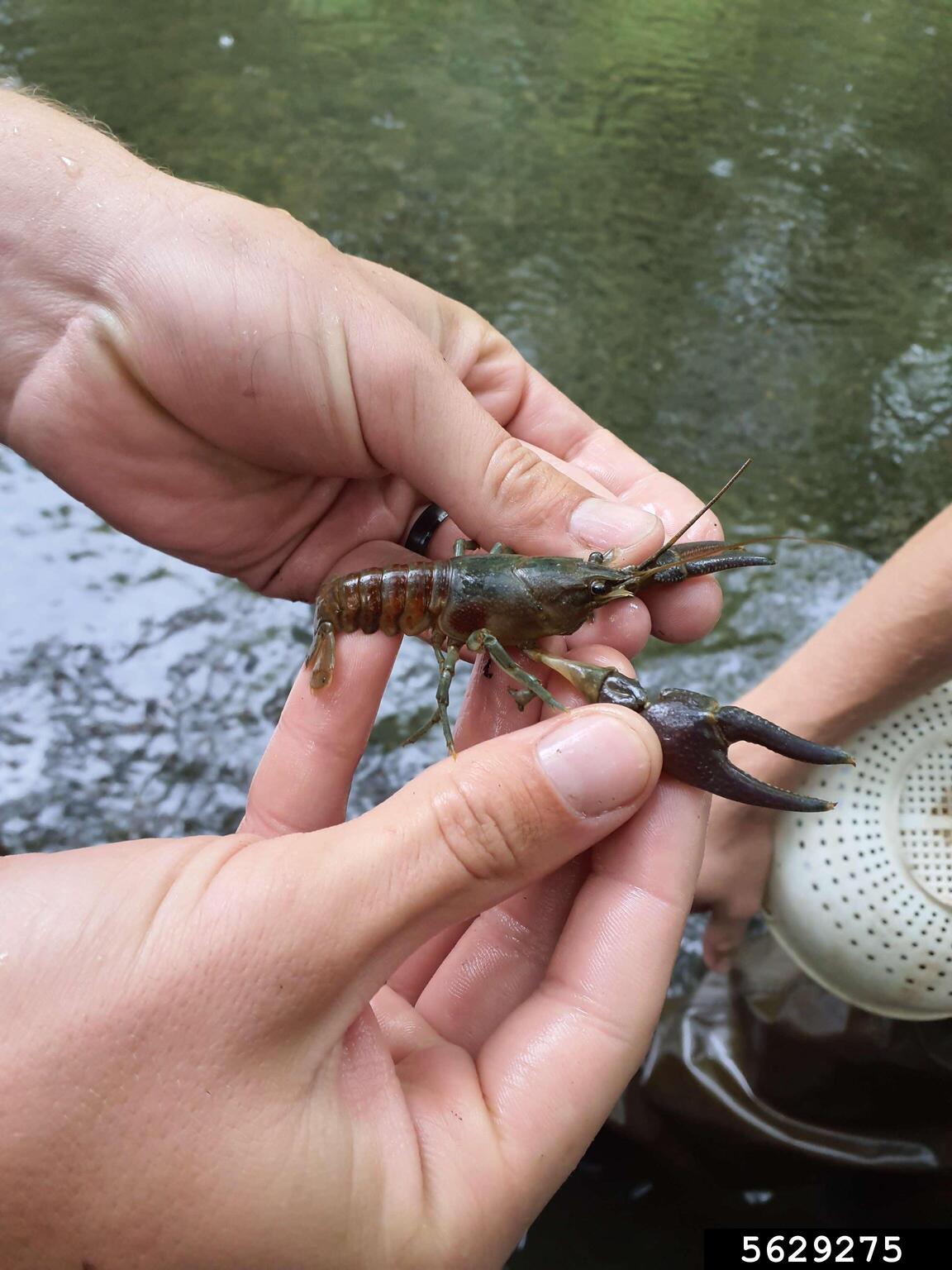 rusty crayfish (Faxonius rusticus (Girard, 1852))