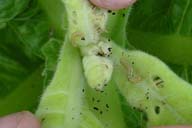 Knowledge Bank | Heliothis virescens