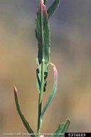 hairy whitetop: Lepidium appelianum (Capparales: Brassicaceae ...