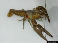 Orconectes rusticus/NJ - Bugwoodwiki