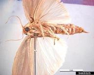 Knowledge Bank | Eldana saccharina