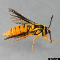 Paranthrene simulans - Bugwoodwiki