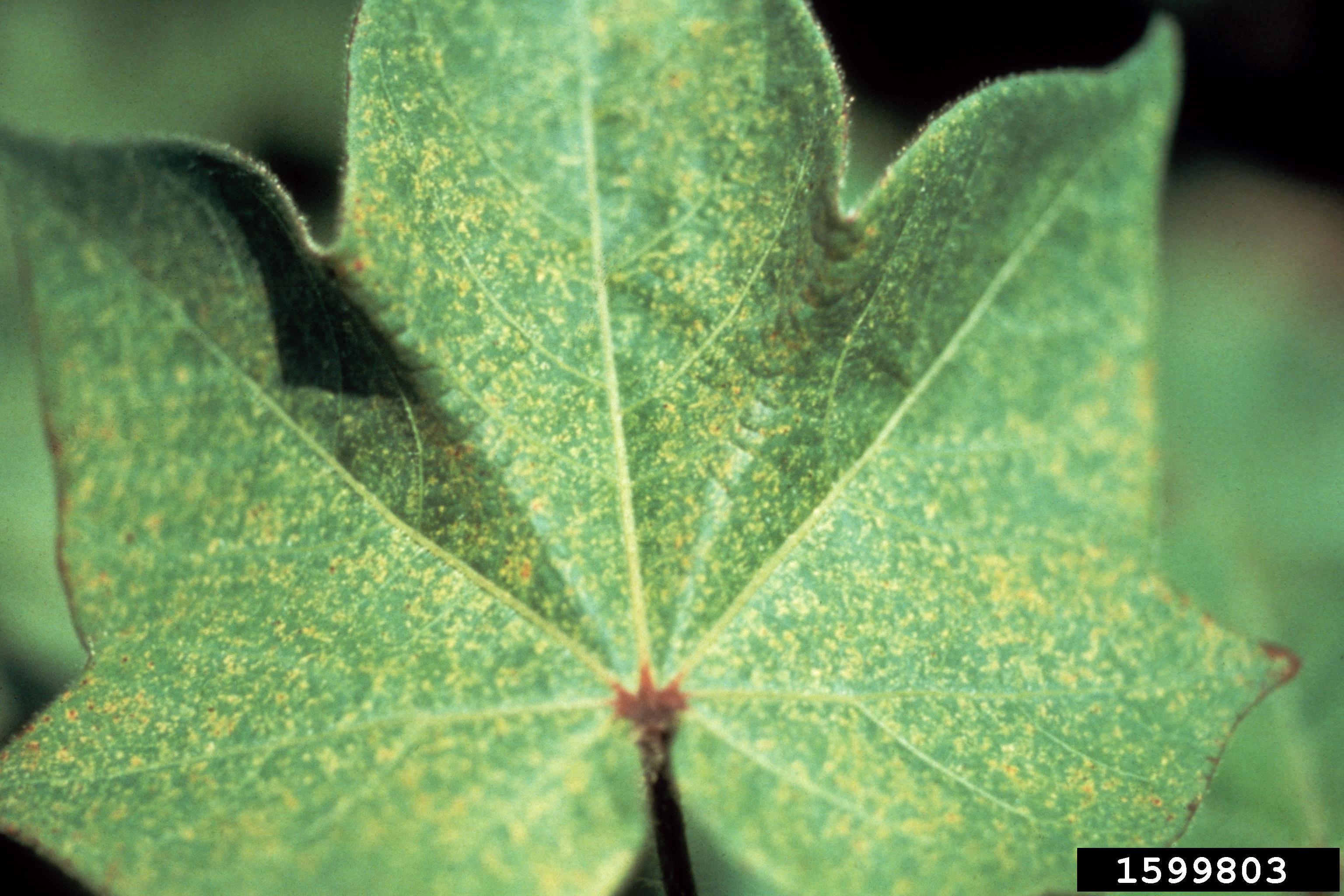 Cotton Mite Identification