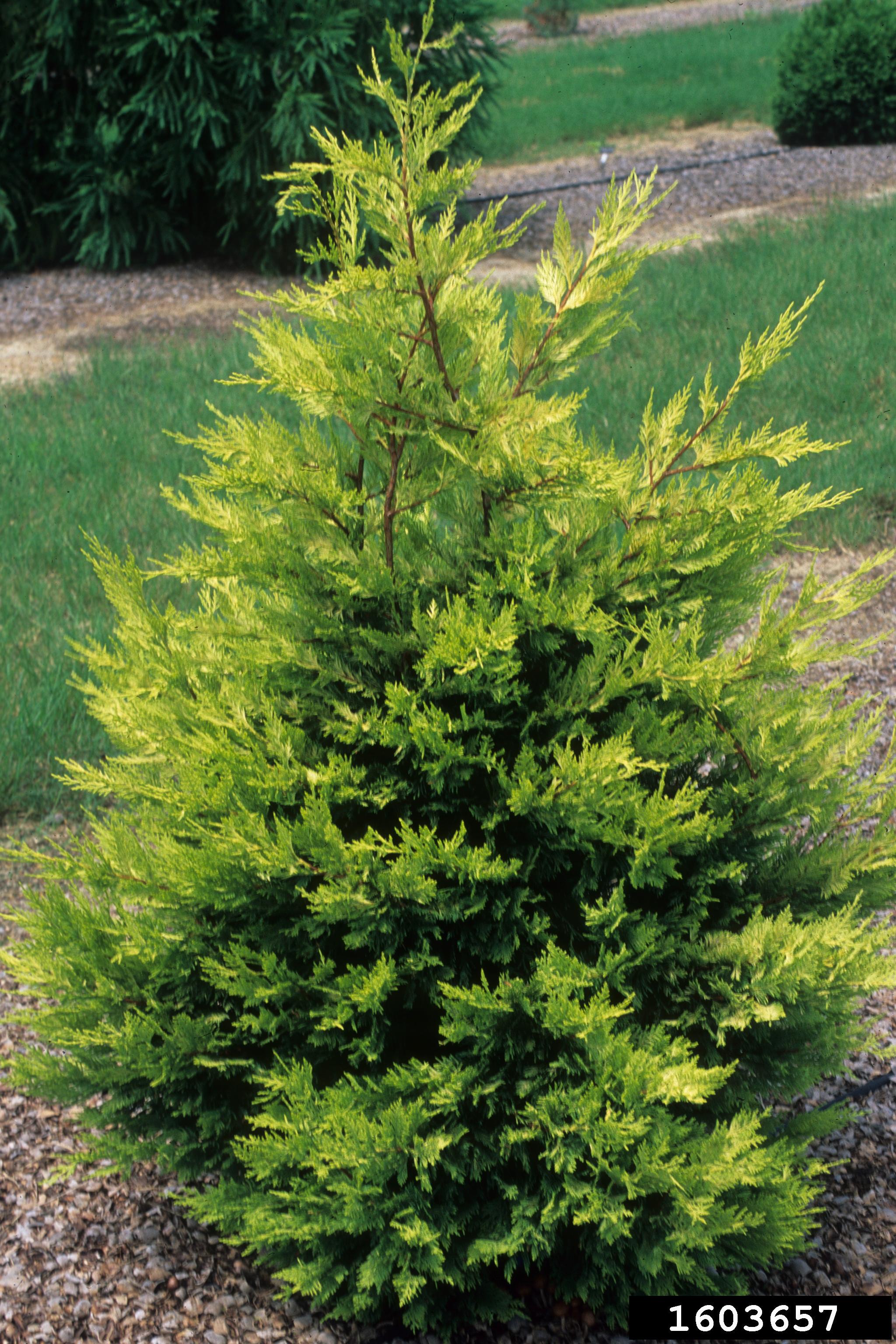 Leyland Cypress Cultivars Cupressus (Cypress)