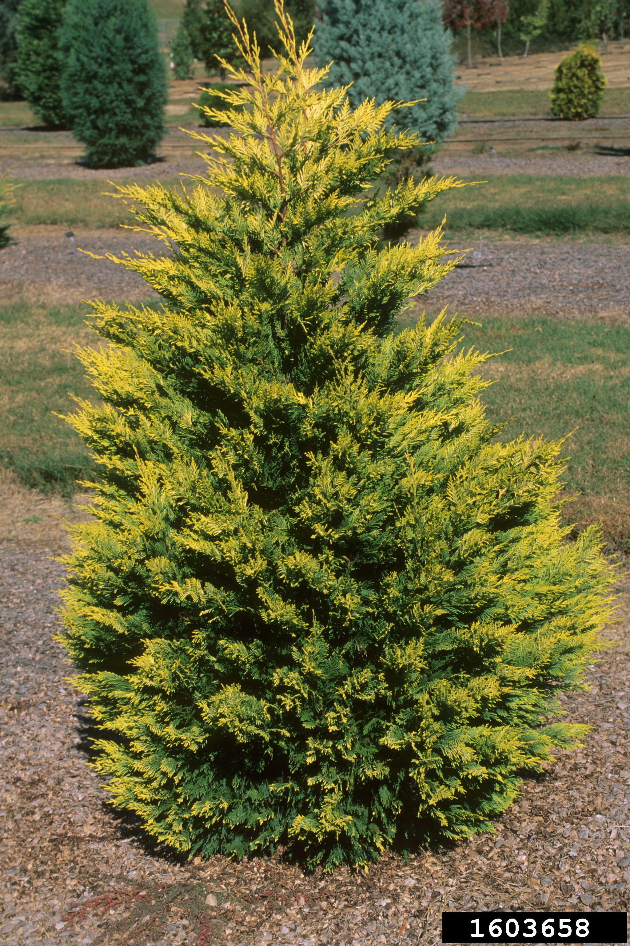 Cupressocyparis Leylandii Gold Rider Sarı Altuni Leylandi, 40% OFF