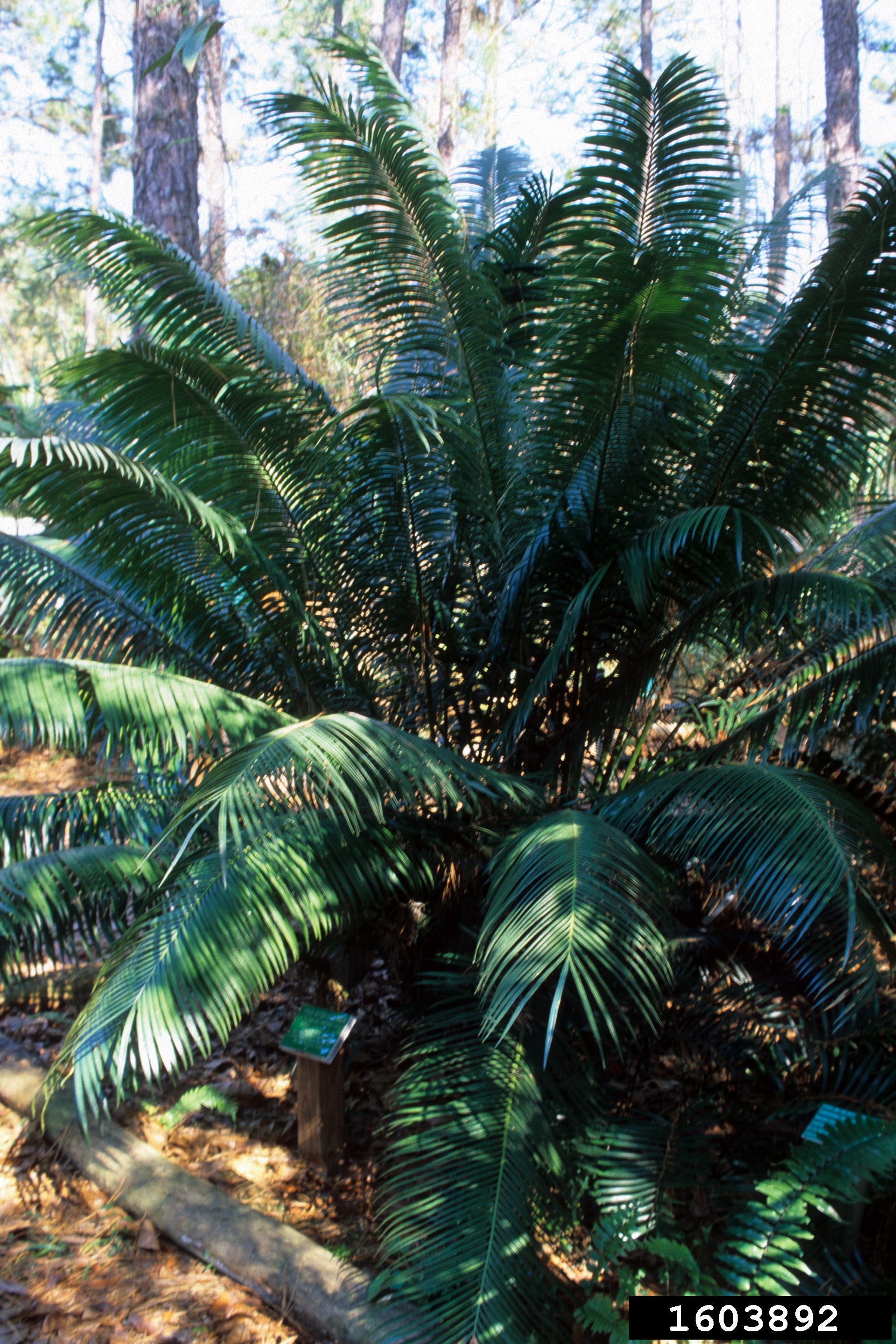 Cycas Rumphii