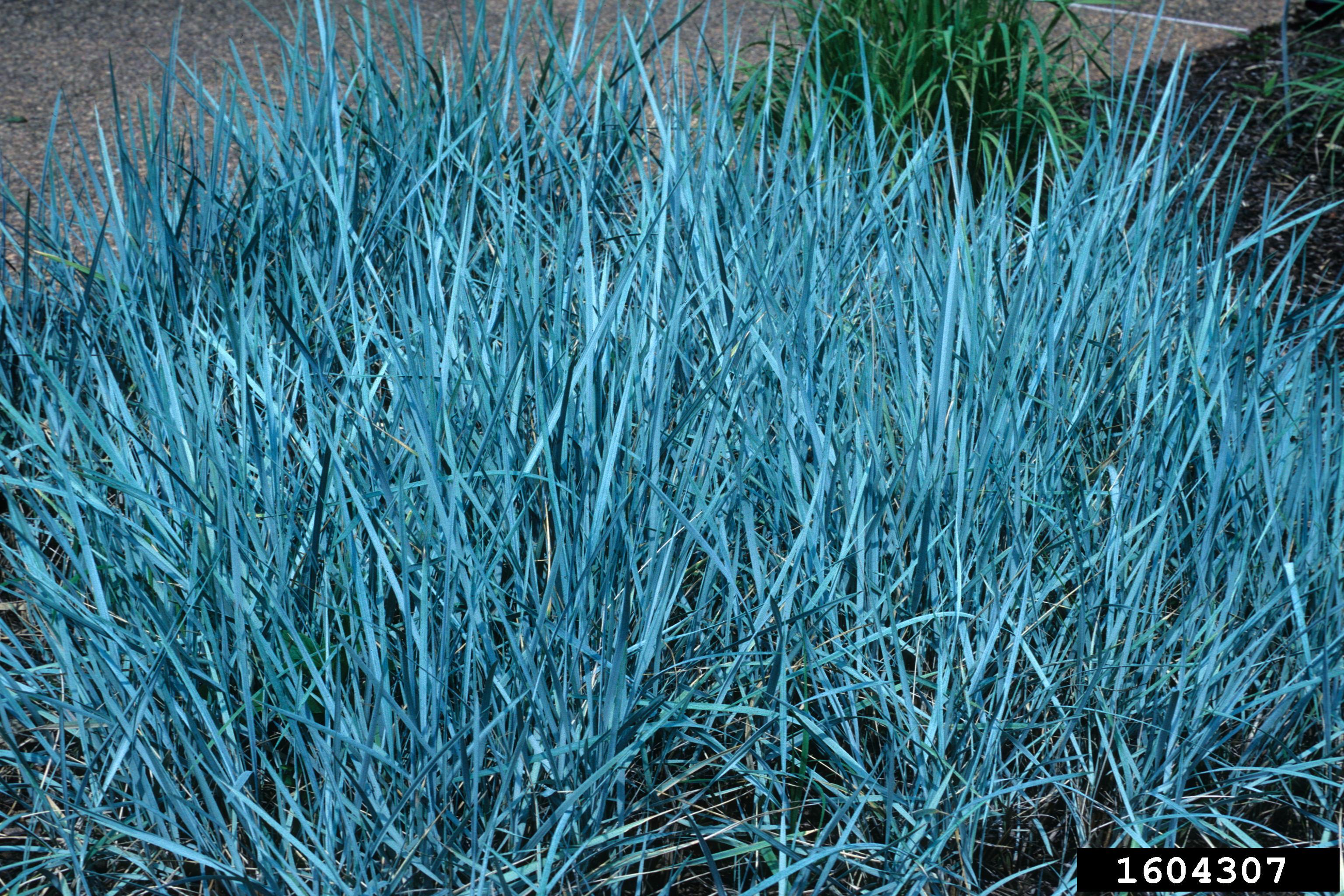 Blue Wild Rye | atelier-yuwa.ciao.jp