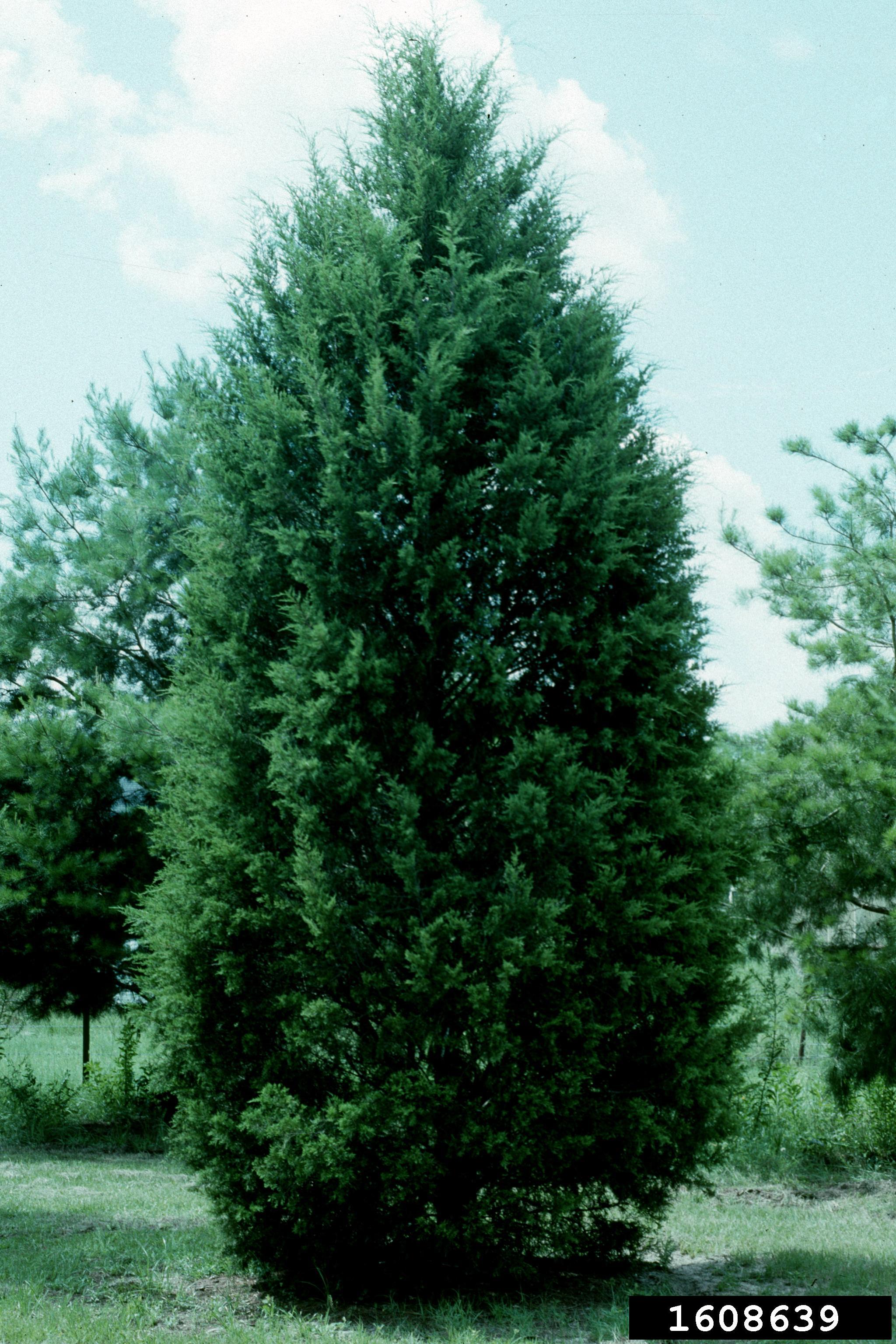 Southern Red Cedar Juniperus Silicicola Identification