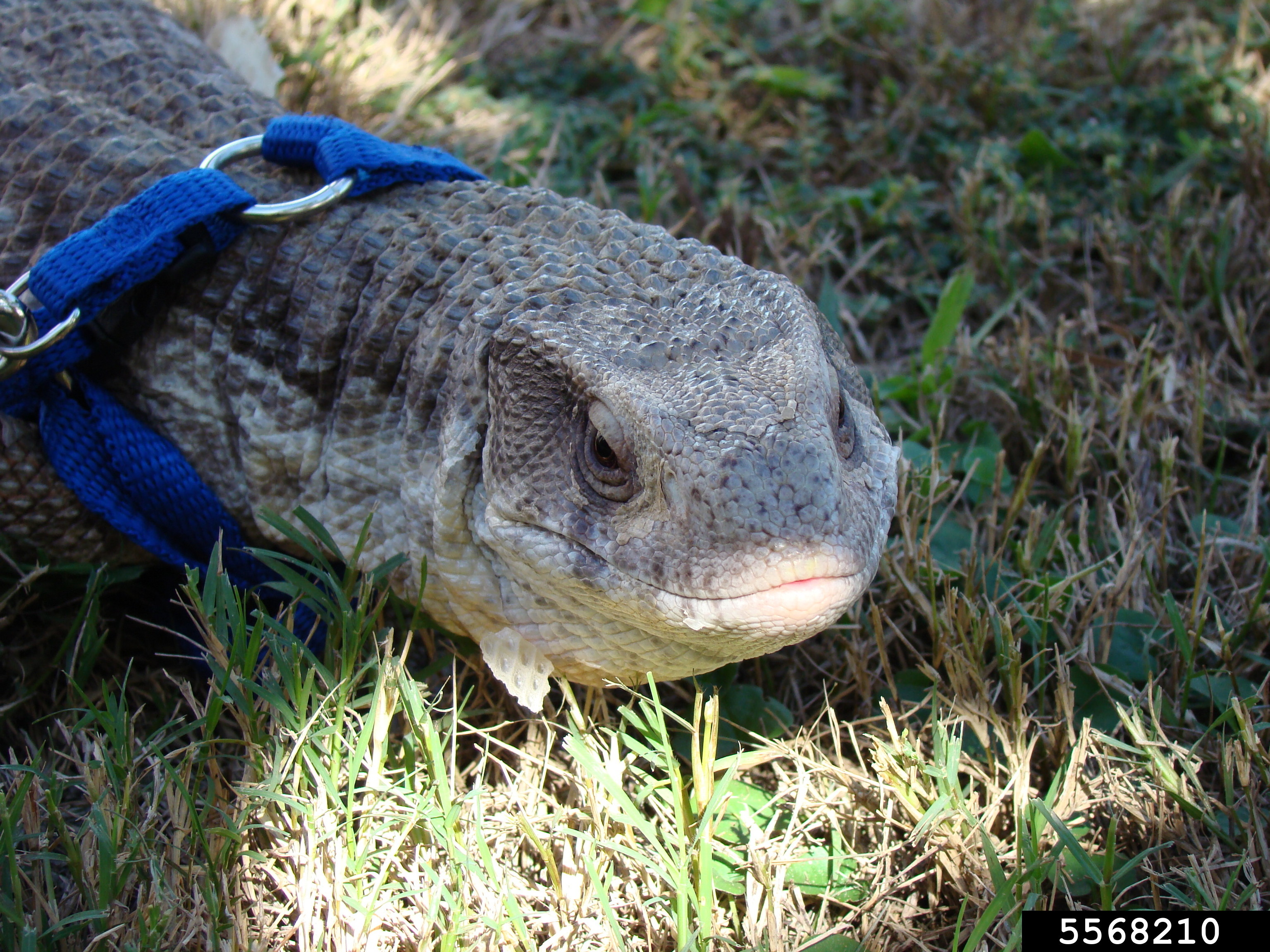 Monitor Lizard Pet On Leash