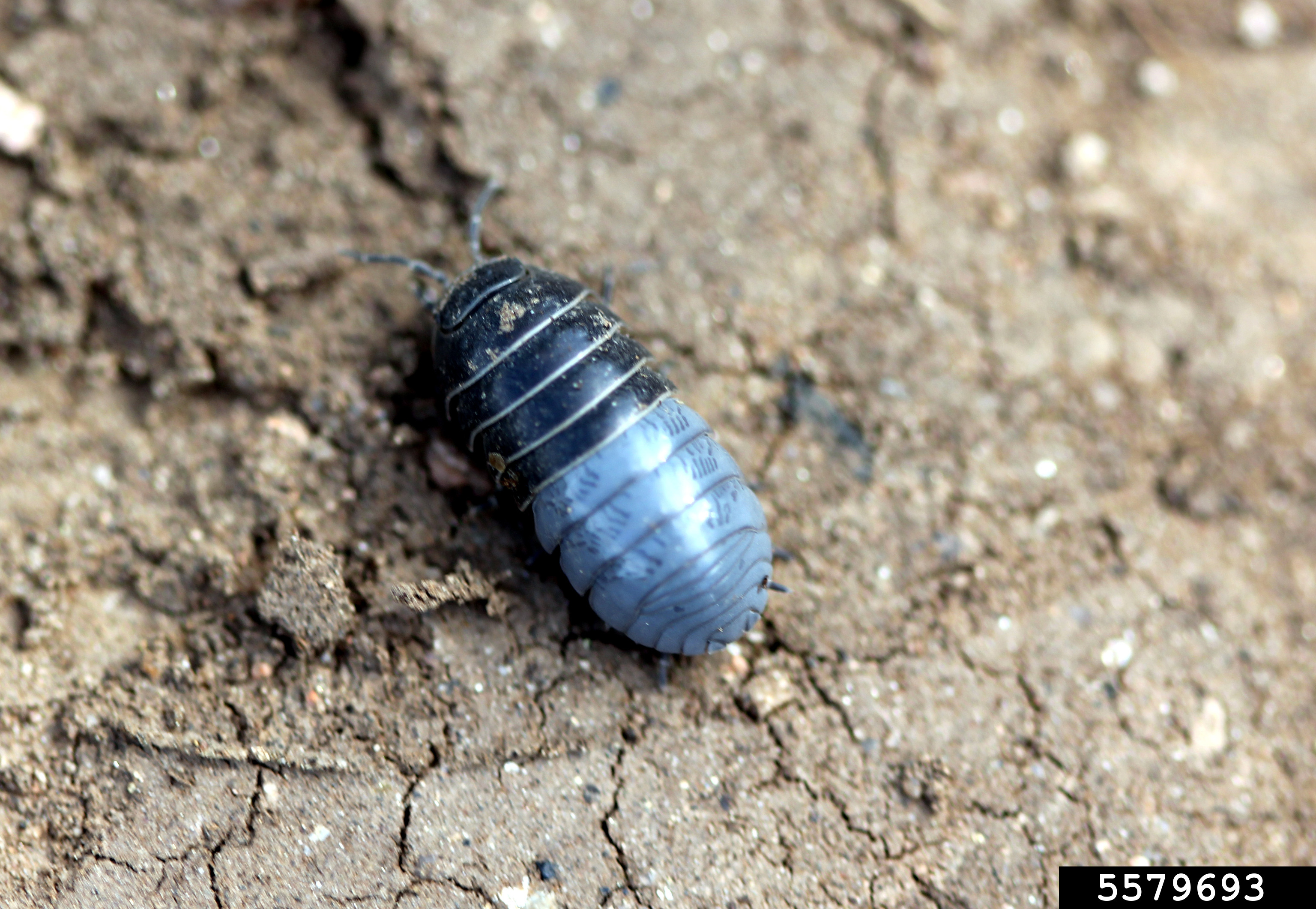 Pill Bugs