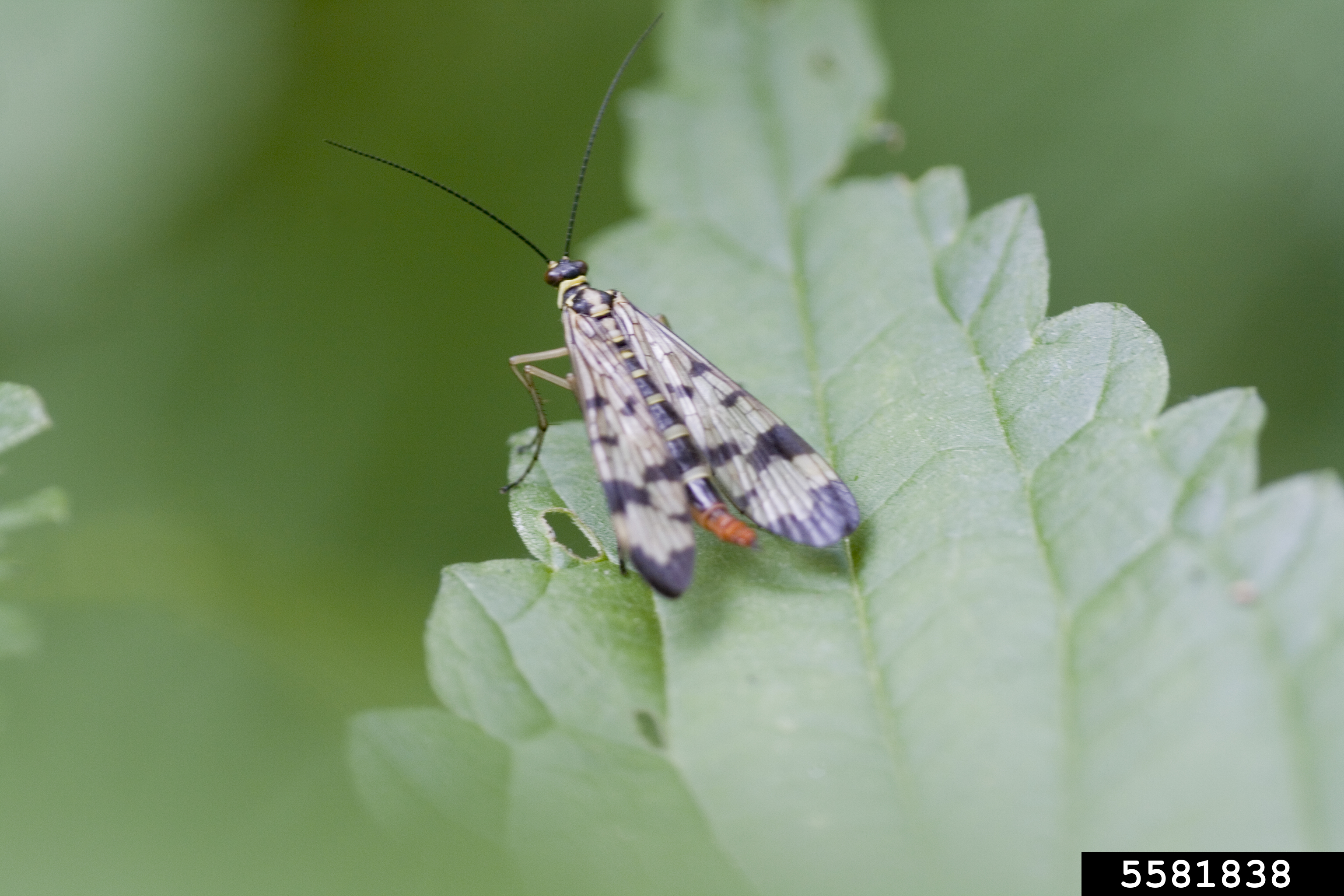 Panorpidae Larvae