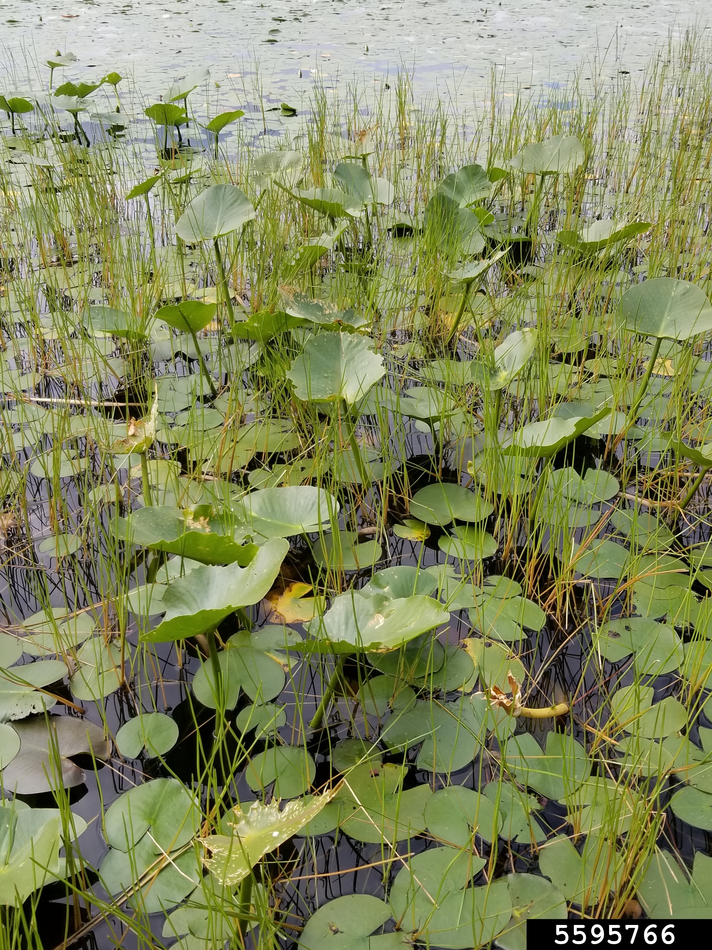 Nuphar Advena