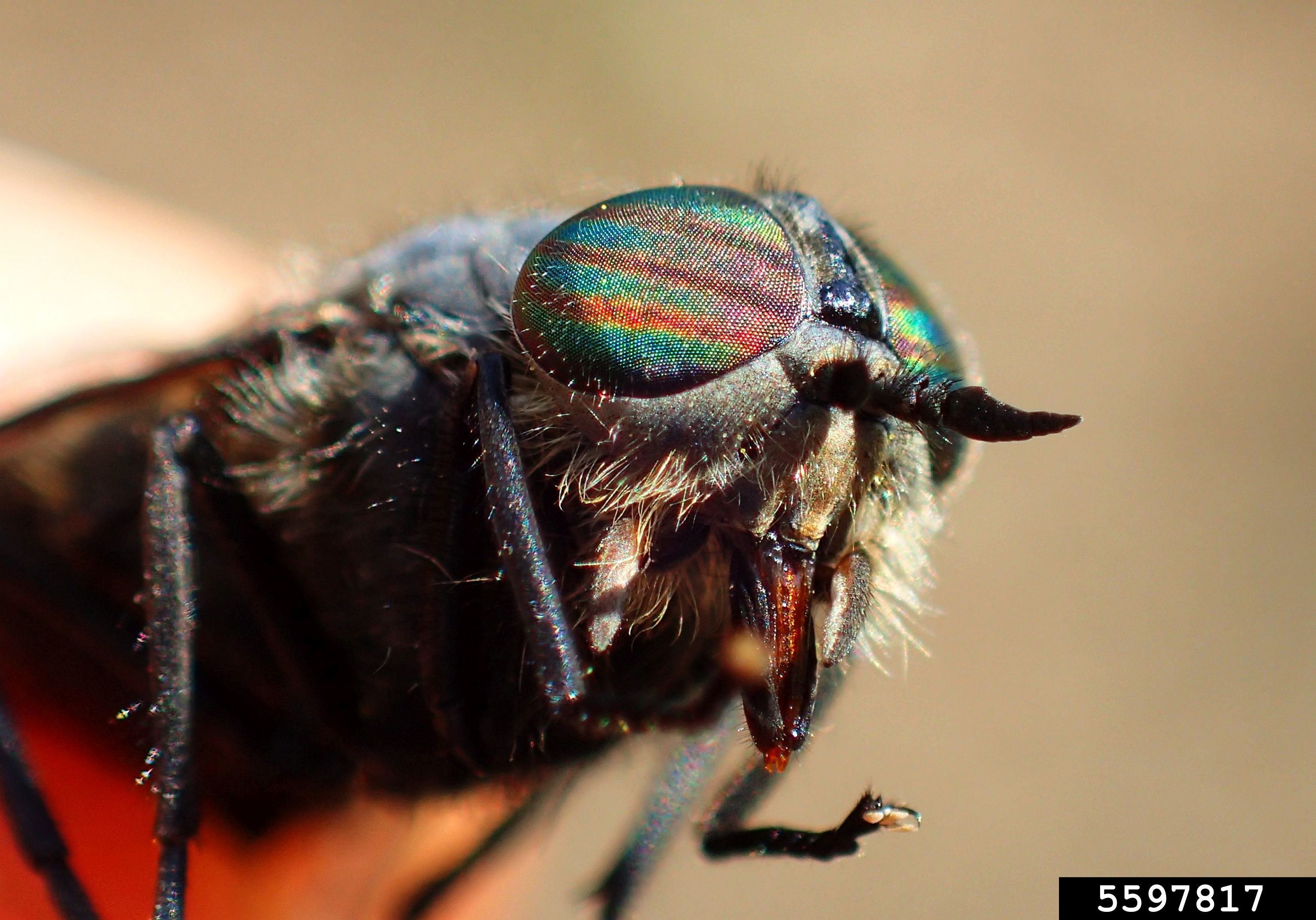 Tabanidae Family Horse Flies (Tabanidae) » Manaaki Whenua