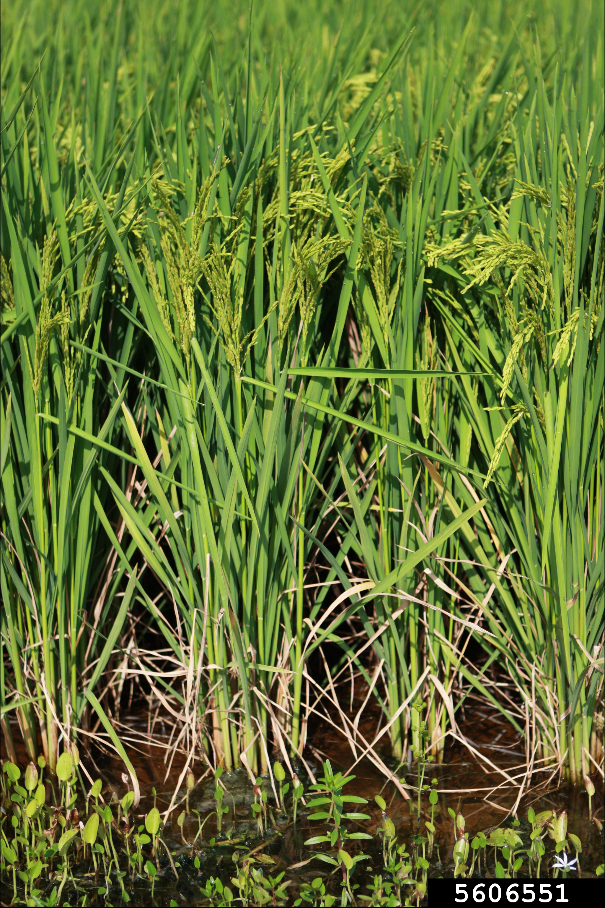 Rice Oryza Sativa Cyperales Poaceae 5410647 Rice (Oryza Sativa L.)