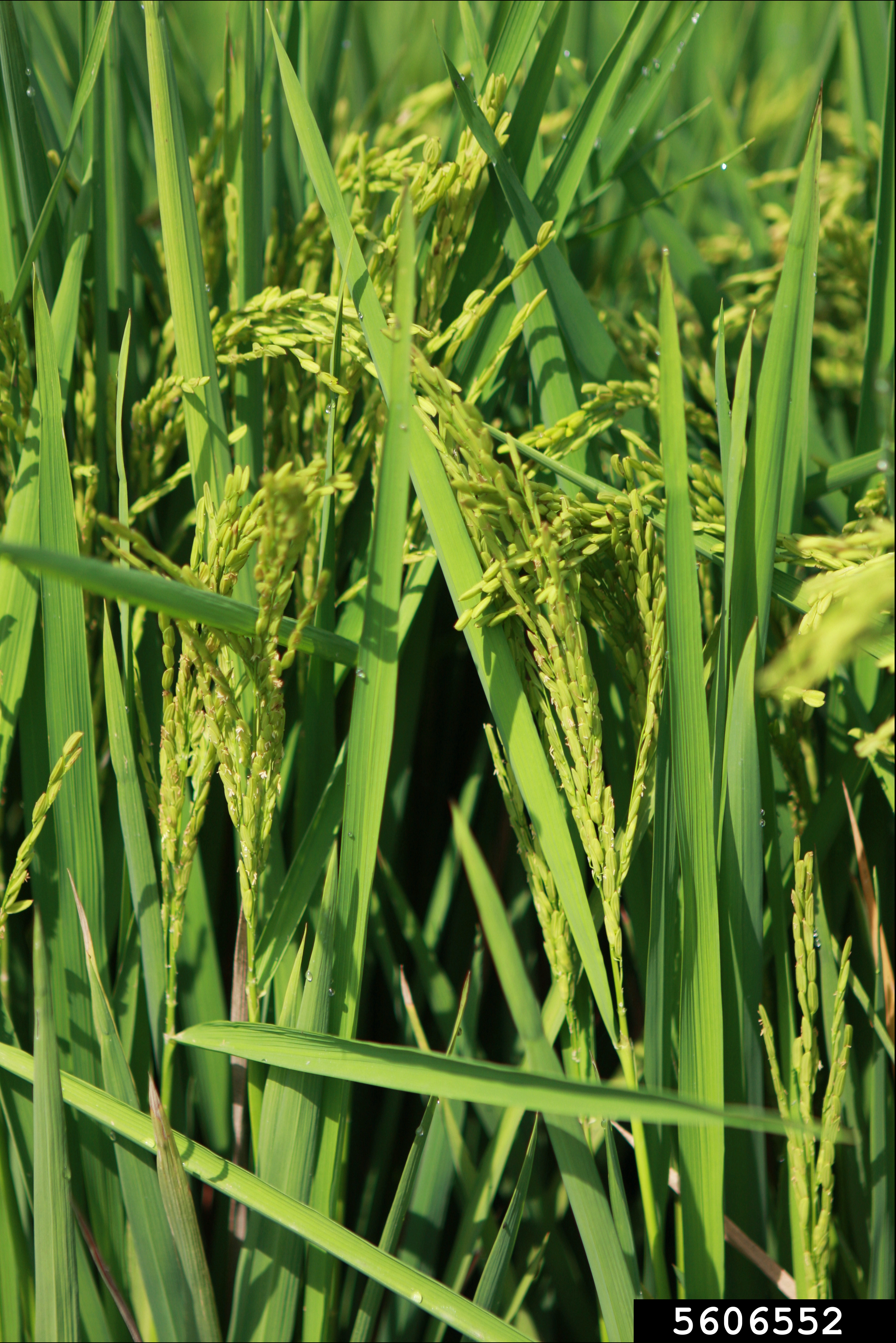 Rice Oryza Sativa Cyperales Poaceae 5410647 Rice (Oryza Sativa L.)