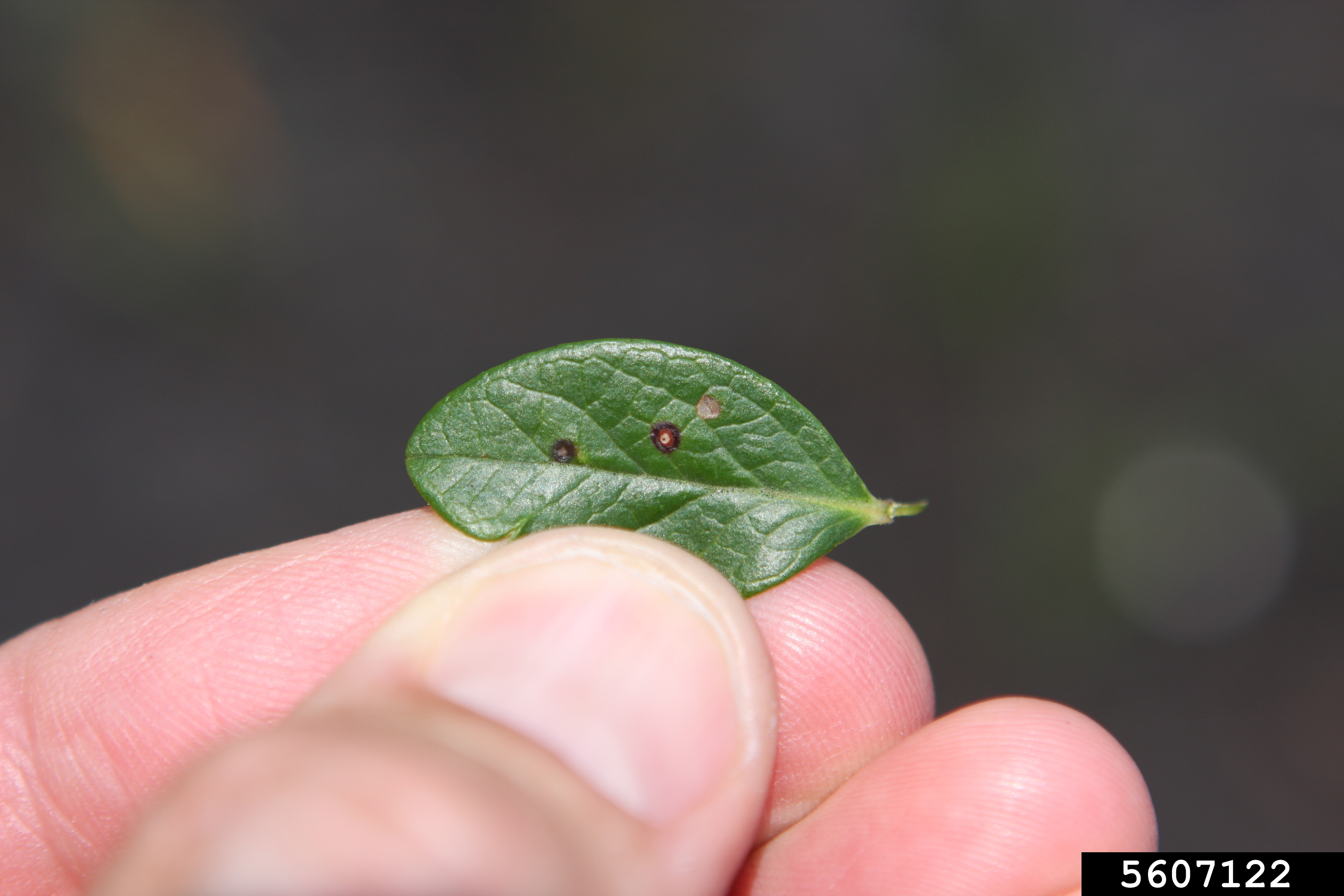 Wild Blueberry Septoria Leaf Spot