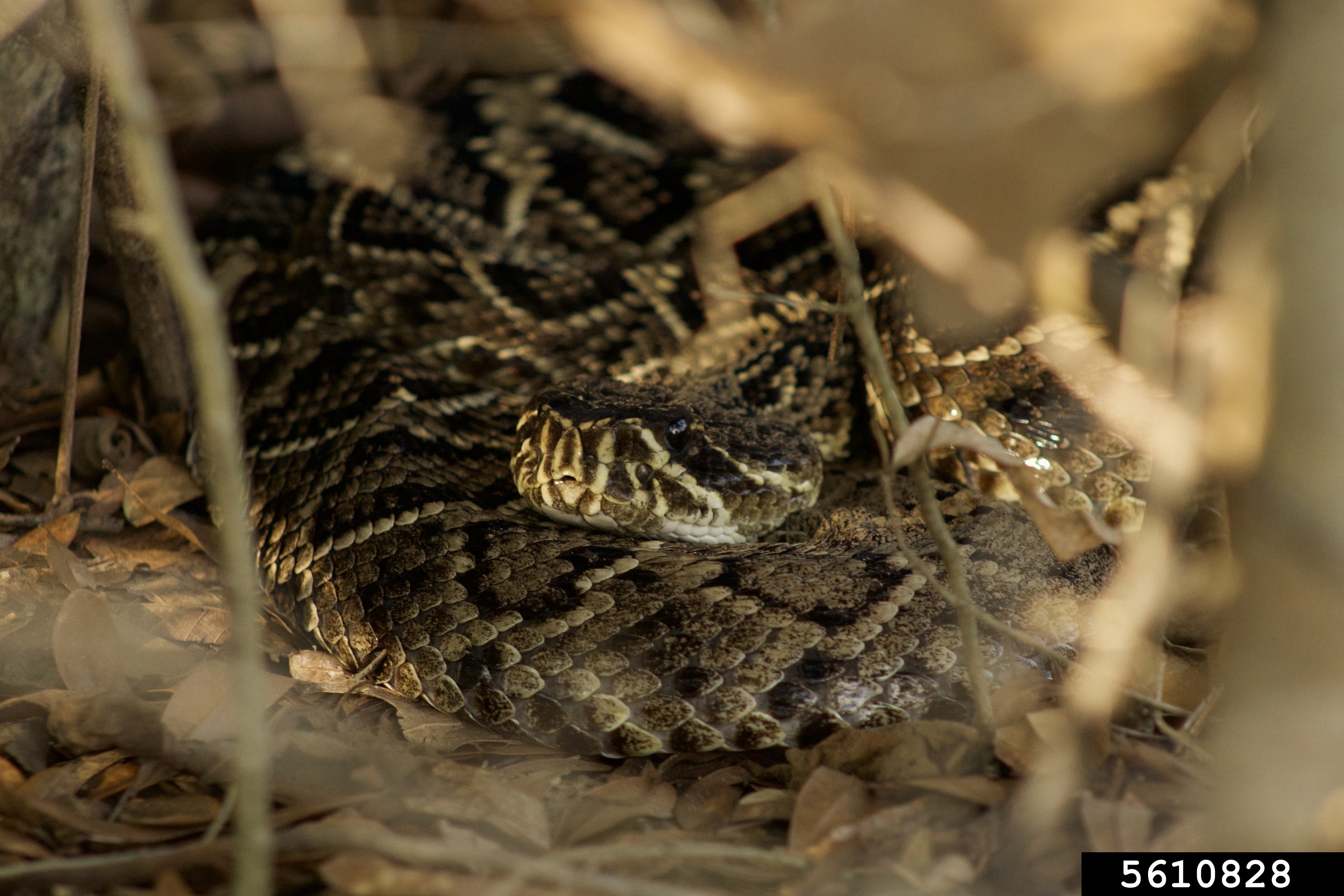 Eastern Diamondback Rattlesnake Head