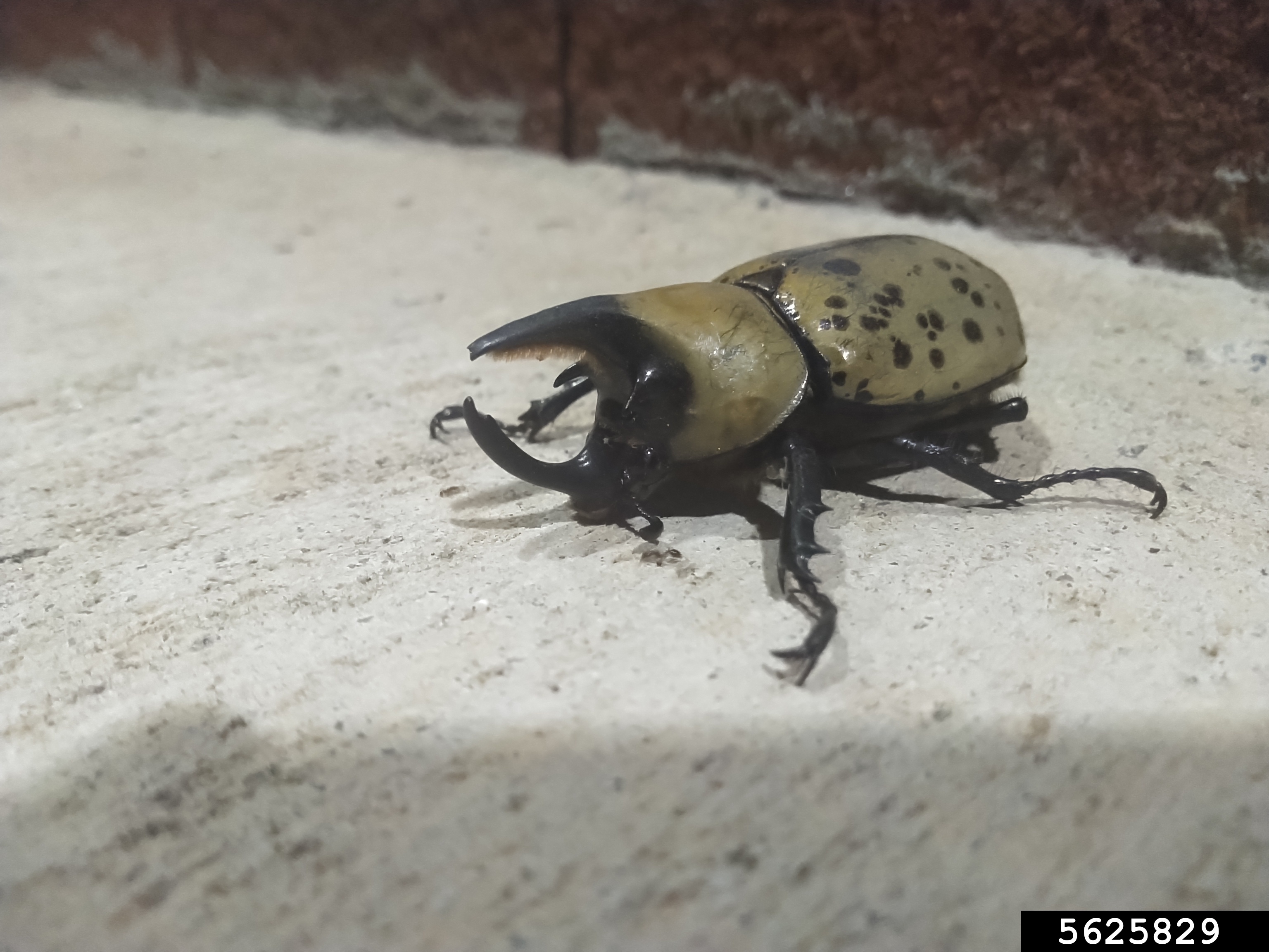 Eastern Hercules Beetle View From The Cape: Spotlight On: Eastern