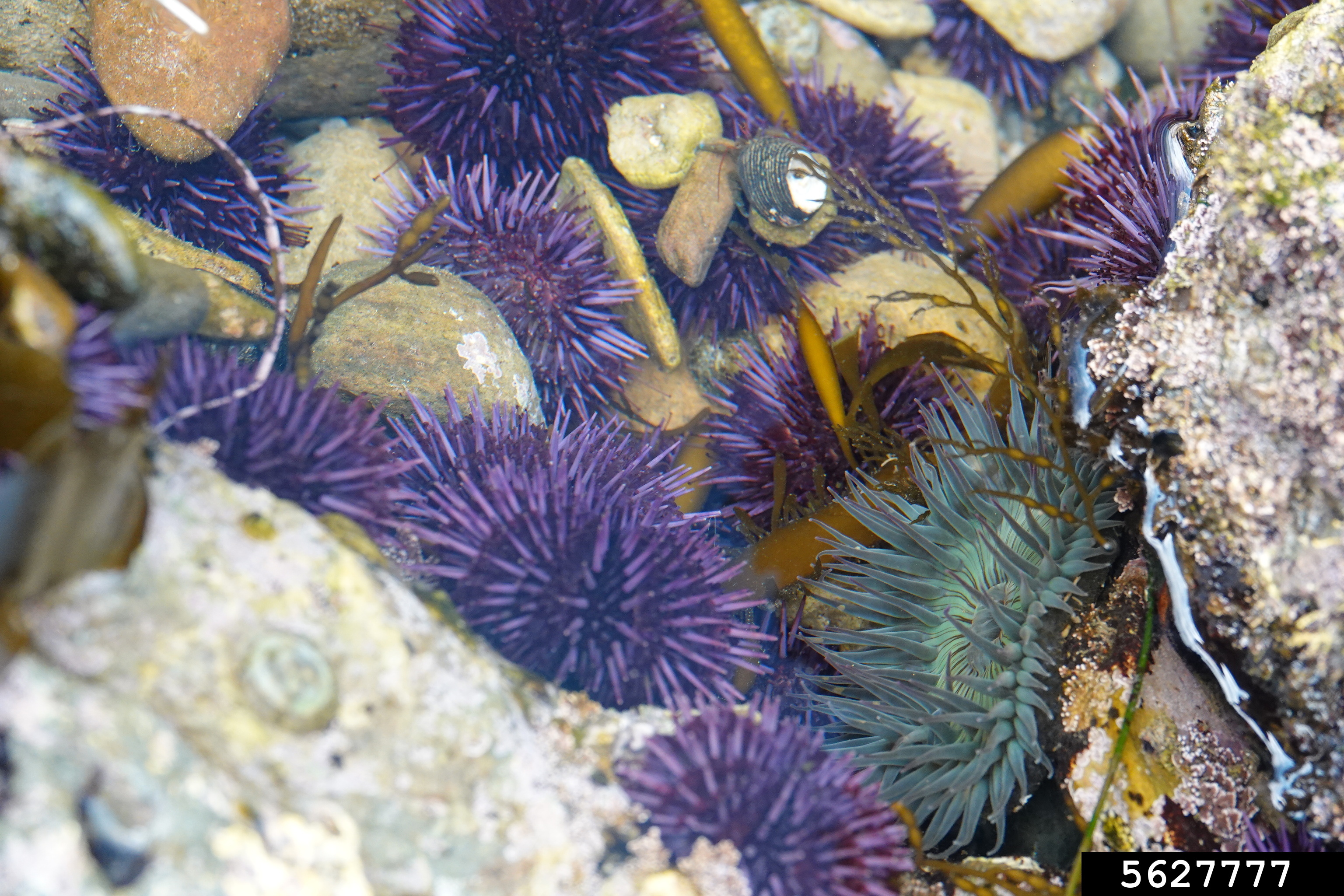 Purple Sea Urchin