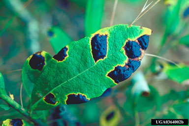 Tree Diseases, Forest Pathology @ Invasive.Org