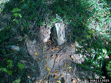 Caylee Anthony Skeleton