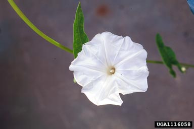 swamp morning-glory, Ipomoea aquatica - Mid-Atlantic Invaders Tool