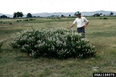 goatsrue, Galega officinalis - Mid-Atlantic Invaders Tool