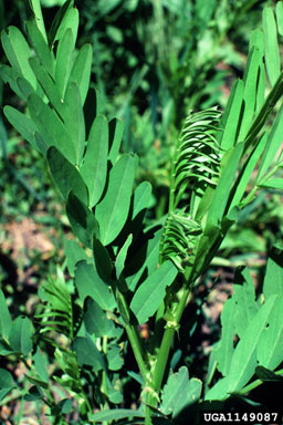 goatsrue, Galega officinalis - Mid-Atlantic Invaders Tool