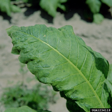 tobacco mosaic virus (TMV), Tobamovirus TMV - Mid-Atlantic Invaders Tool