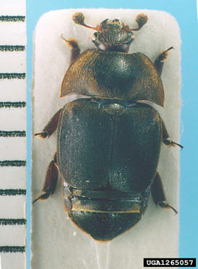 Aethina tumida (Small hive beetle)