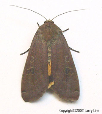 Winter cutworm, large yellow underwing, Noctua pronuba - Mid-Atlantic ...