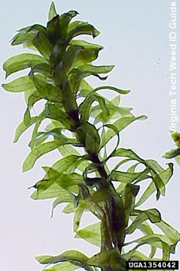 Elodea Invasive Elodea (Pond Weed) | Biology Supplies Darwin