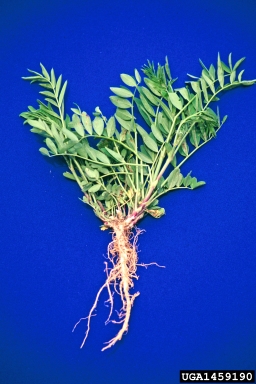 goatsrue, Galega officinalis - Mid-Atlantic Invaders Tool