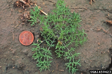 clasping pepperweed, Lepidium perfoliatum - Mid-Atlantic Invaders Tool