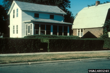 Amur privet, Ligustrum amurense - Mid-Atlantic Invaders Tool