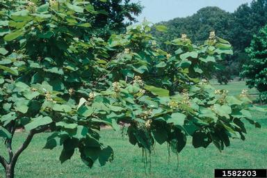 Chinese catalpa, Catalpa ovata (Scrophulariales: Bignoniaceae) - 1582203